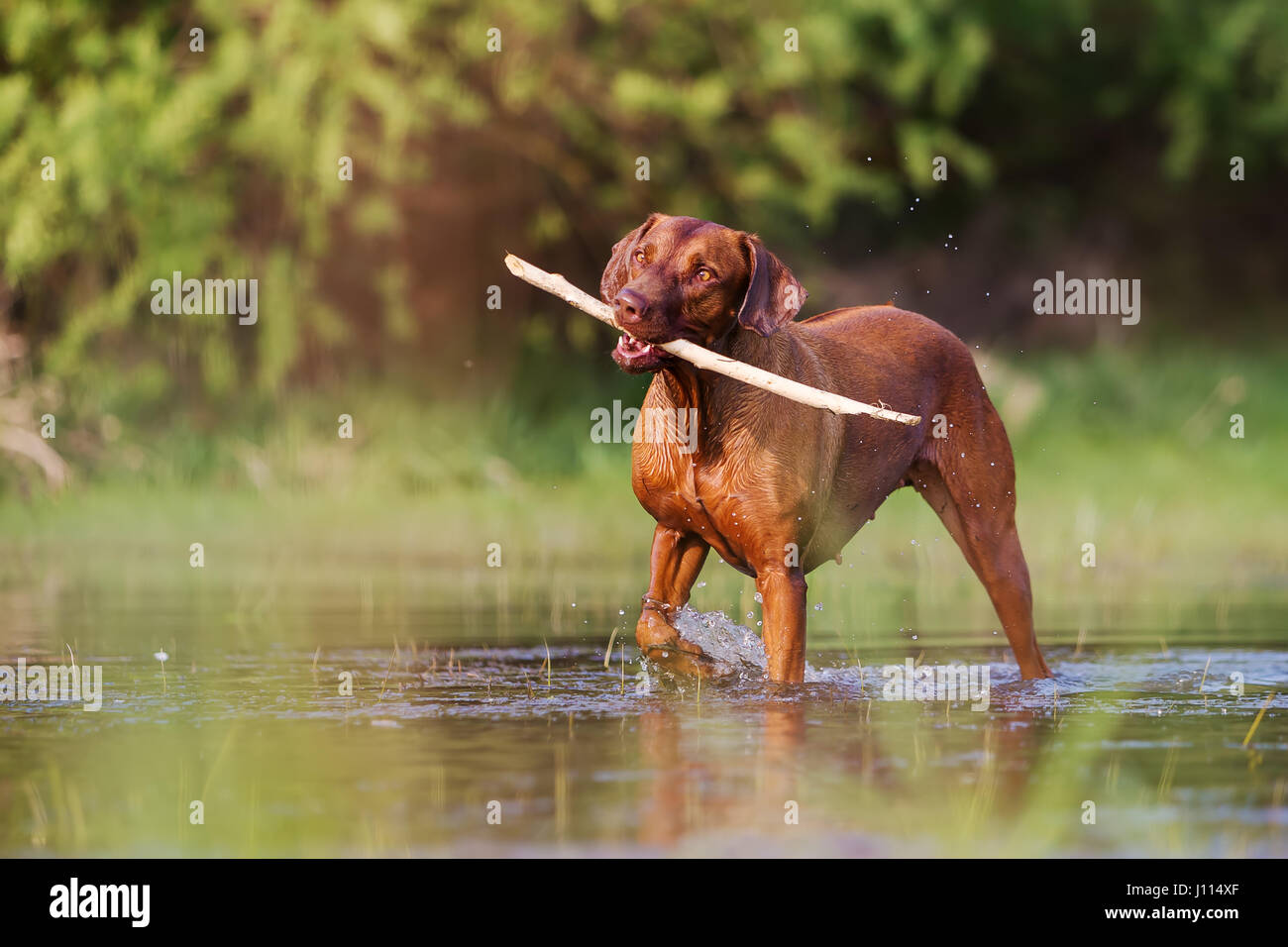 Rhodesian ridgeback walking in the water with a stick in the snout ...