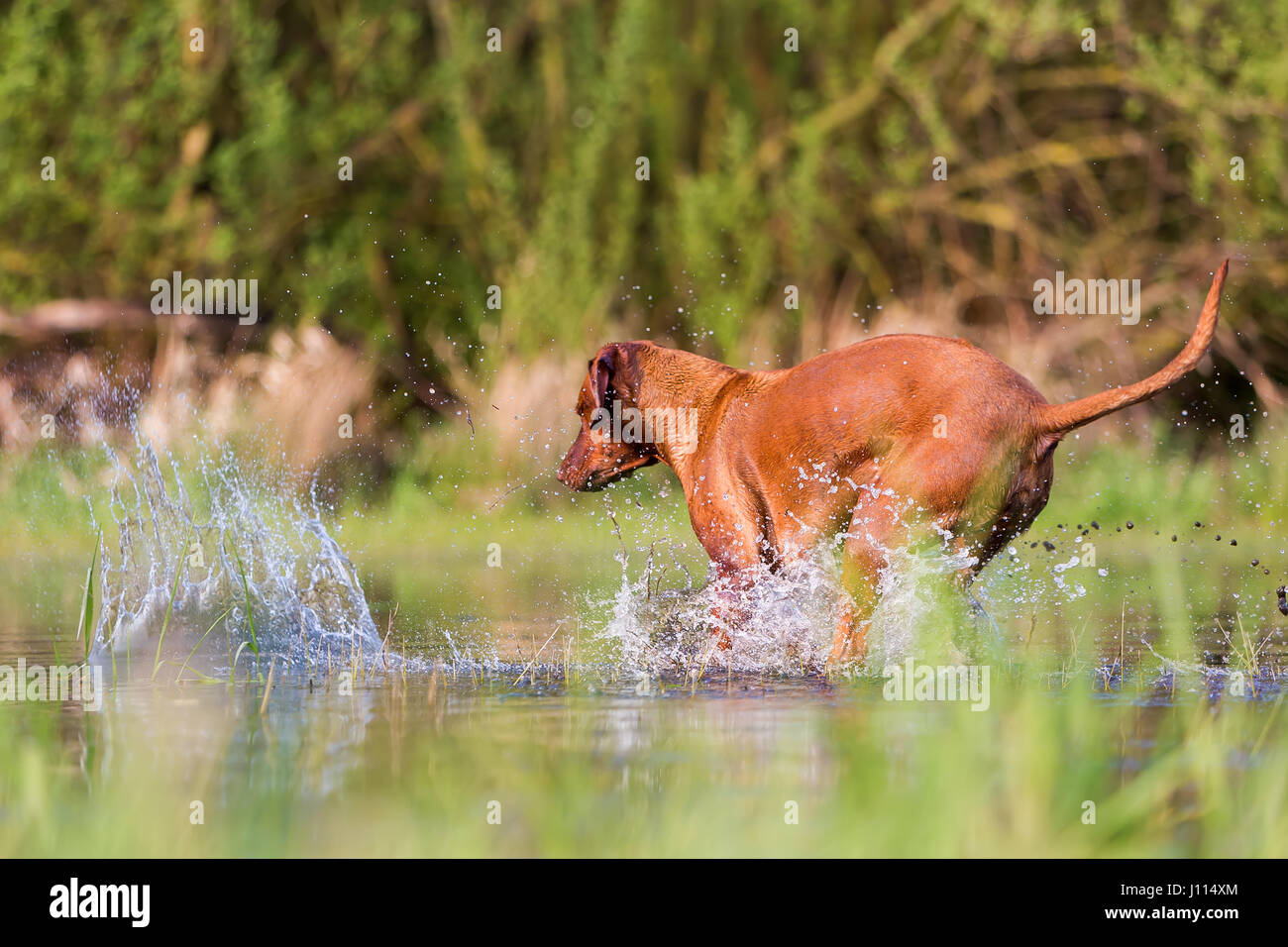 picture of a Rhodesian ridgeback running through the water Stock Photo ...
