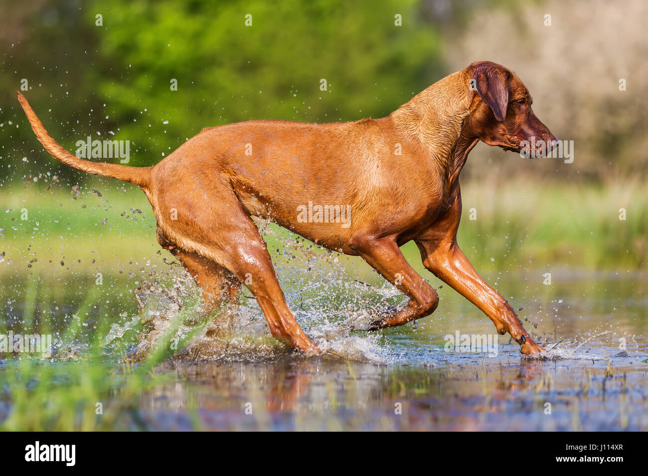 picture of a Rhodesian ridgeback running through the water Stock Photo ...