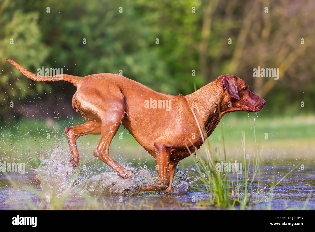 picture of a Rhodesian ridgeback running through the water Stock Photo ...