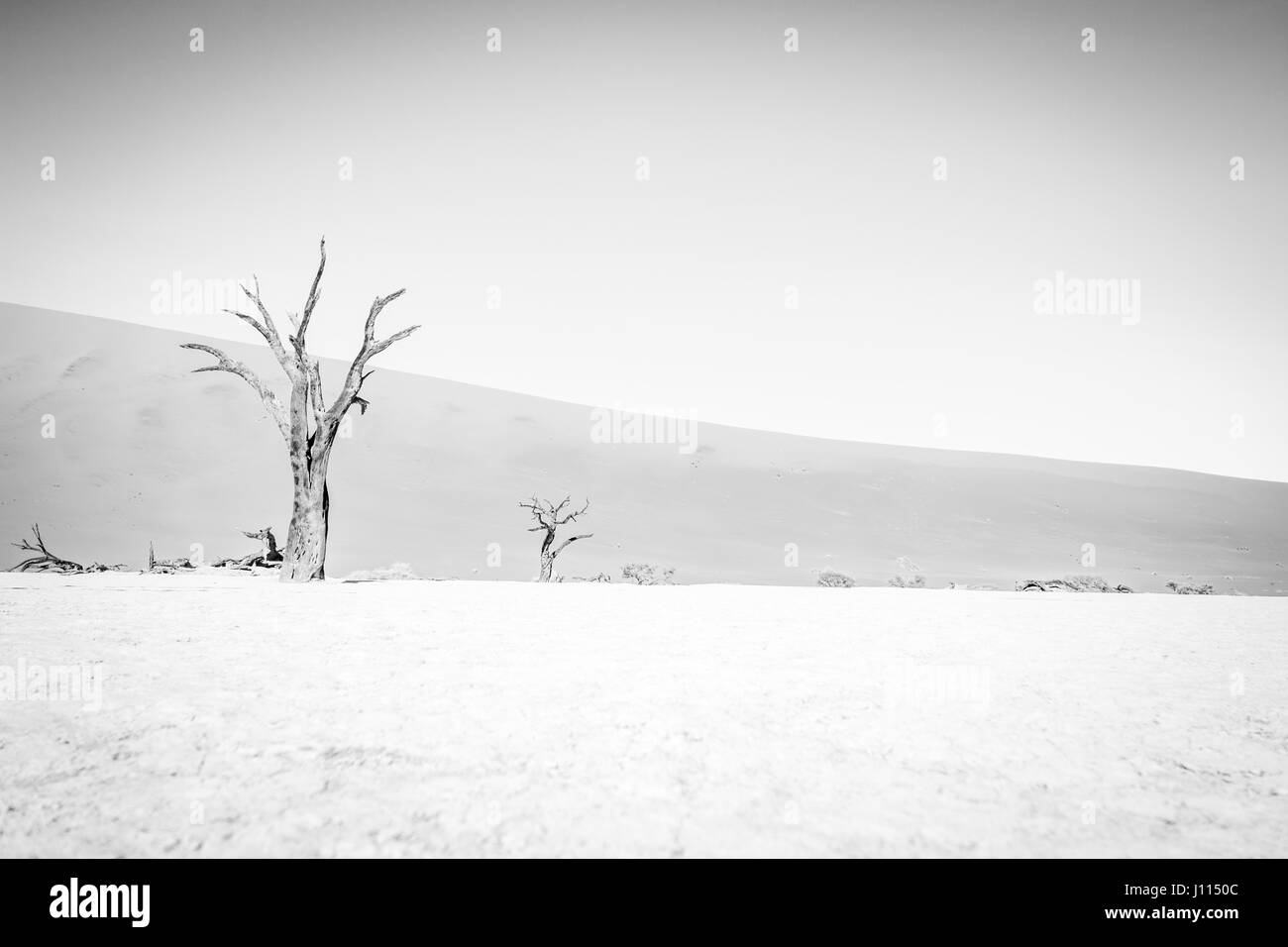 Dead tree in black and white in Sossusvlei desert in Nambia Stock Photo ...