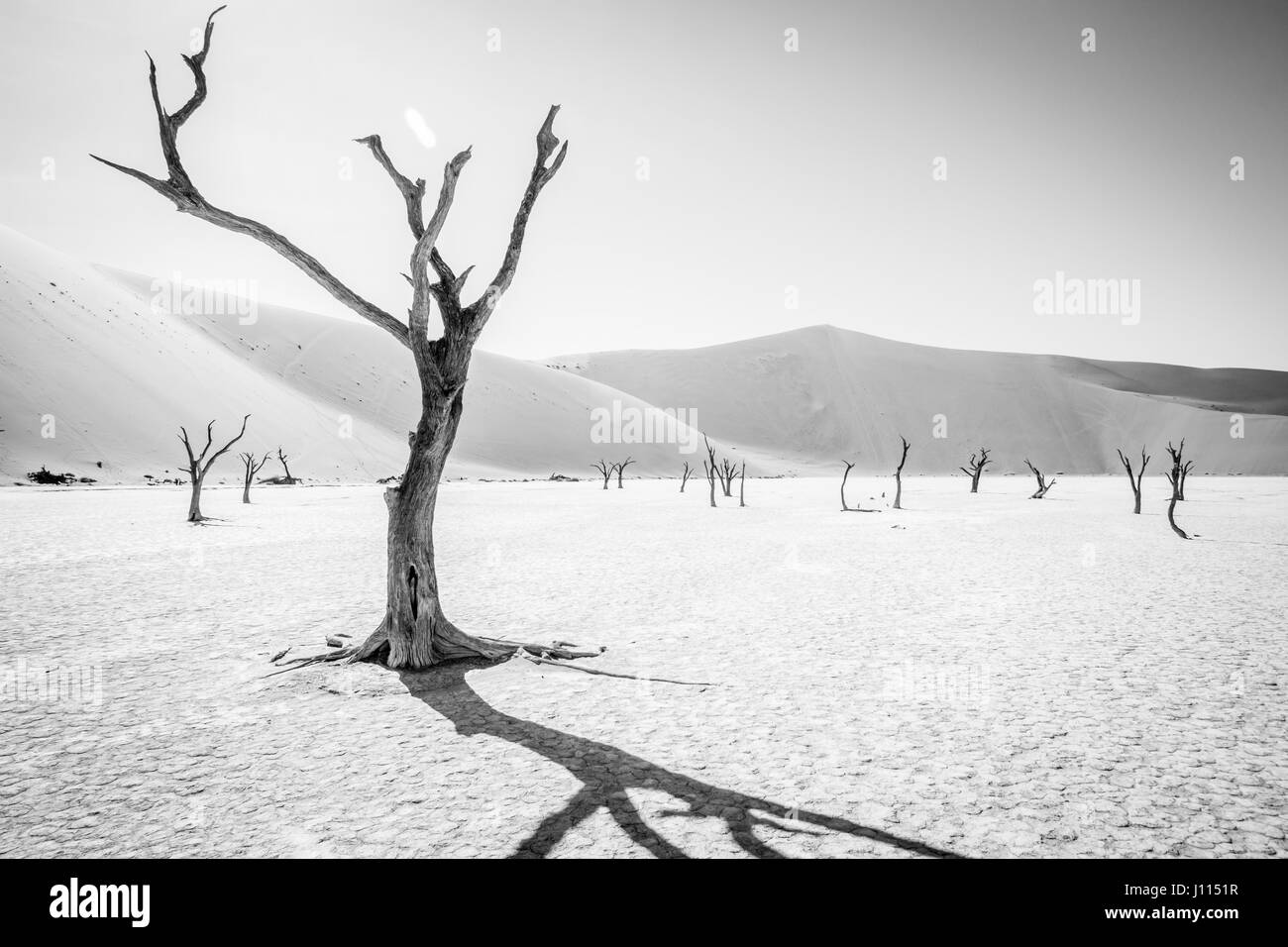 Dead tree in black and white in Sossusvlei desert in Nambia Stock Photo ...