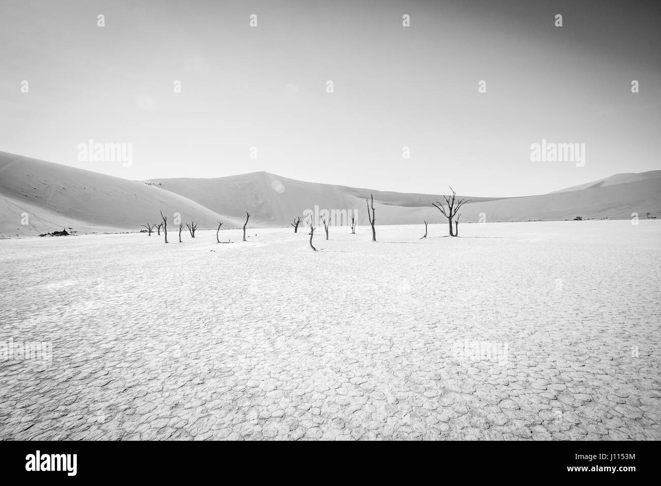 Dead tree in black and white in Sossusvlei desert in Nambia Stock Photo ...