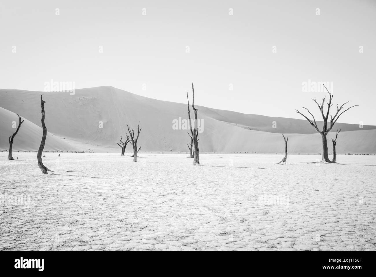 Dead tree in black and white in Sossusvlei desert in Nambia Stock Photo ...