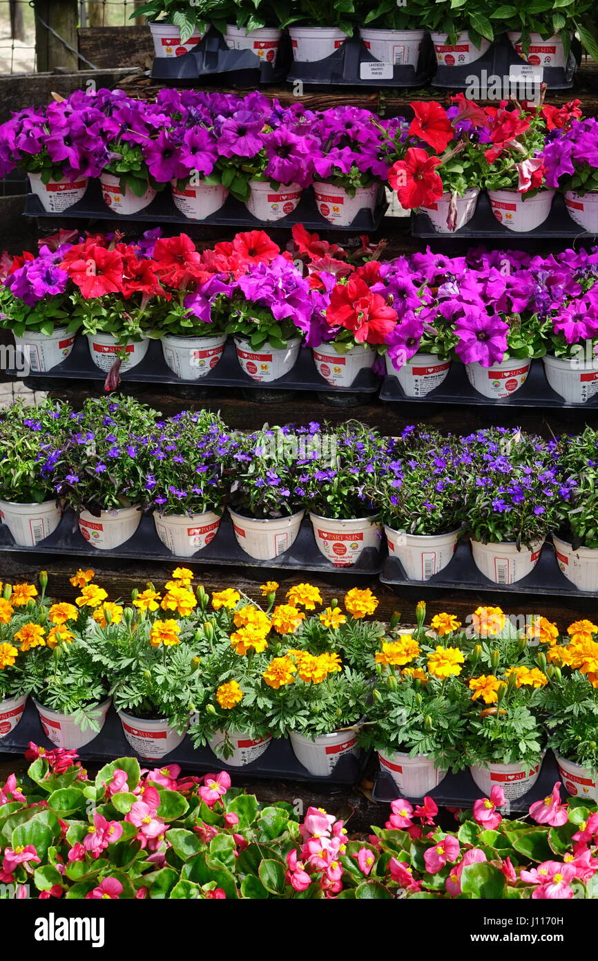 Potted plants display hi-res stock photography and images - Alamy