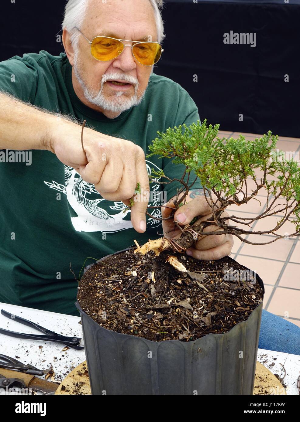 Bonsai artist working on his creation Stock Photo - Alamy