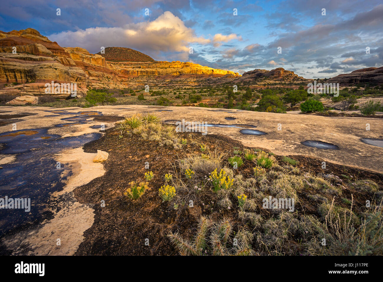 Salt Creek, Canyonlands National Park, Utah Stock Photo - Alamy