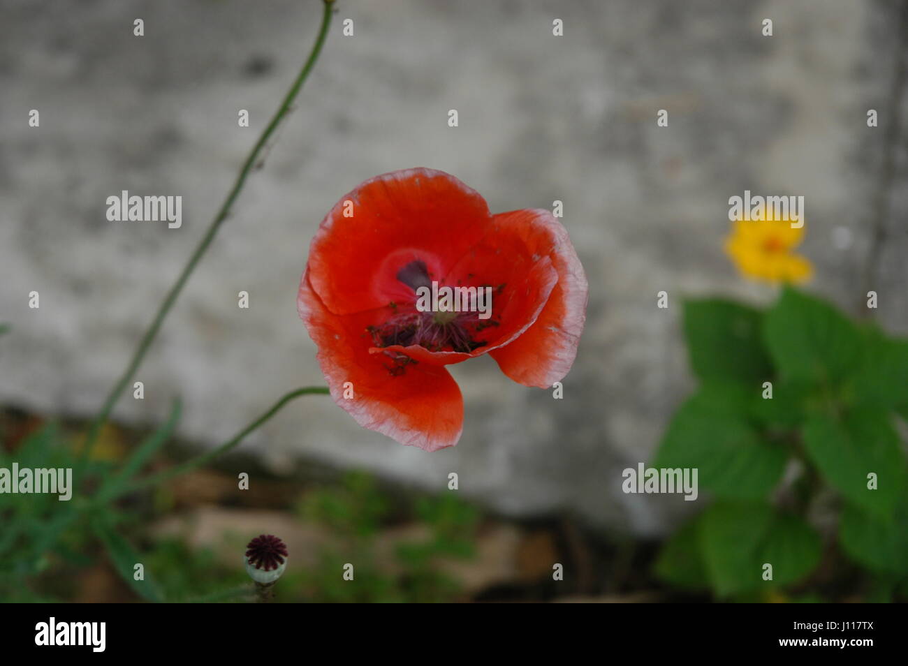 Red flower of oriental poppy (papaver orientale) on nature background ...