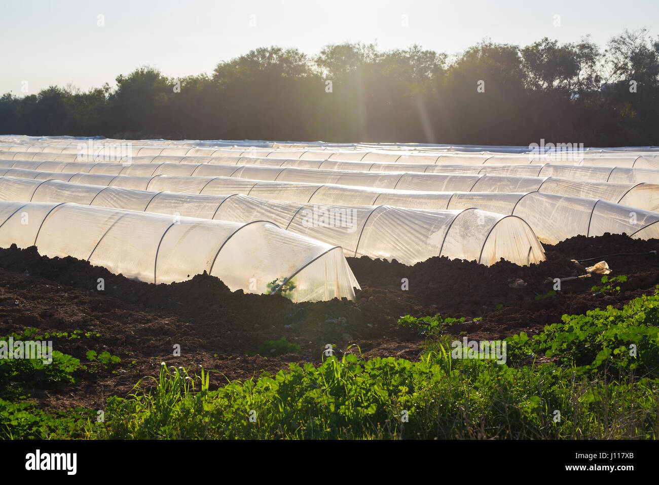 greenhouses in country garden in spring Stock Photo - Alamy