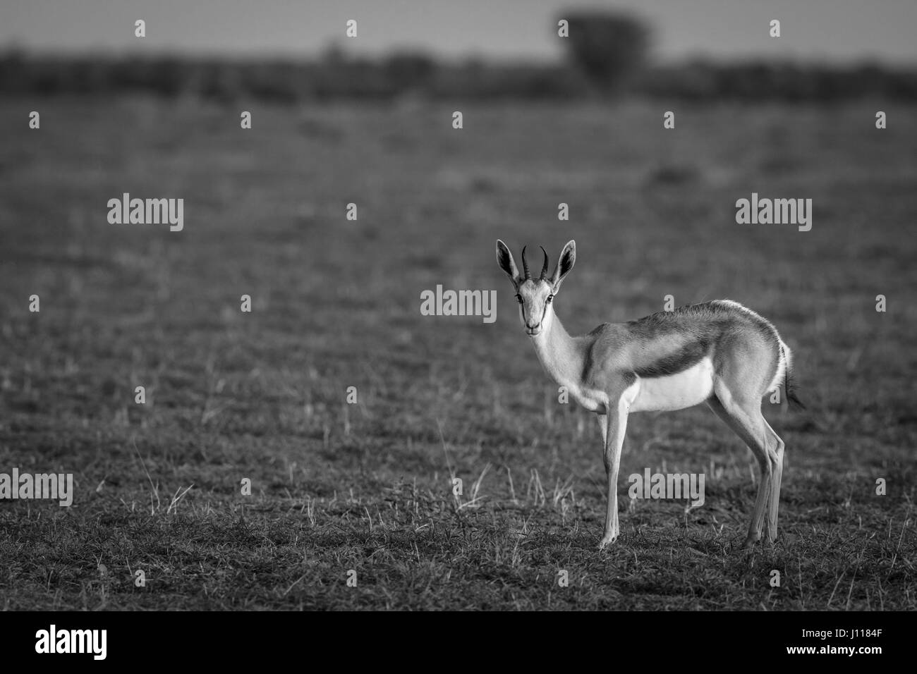 Springbok starring at the camera in black and white in the Etosha ...