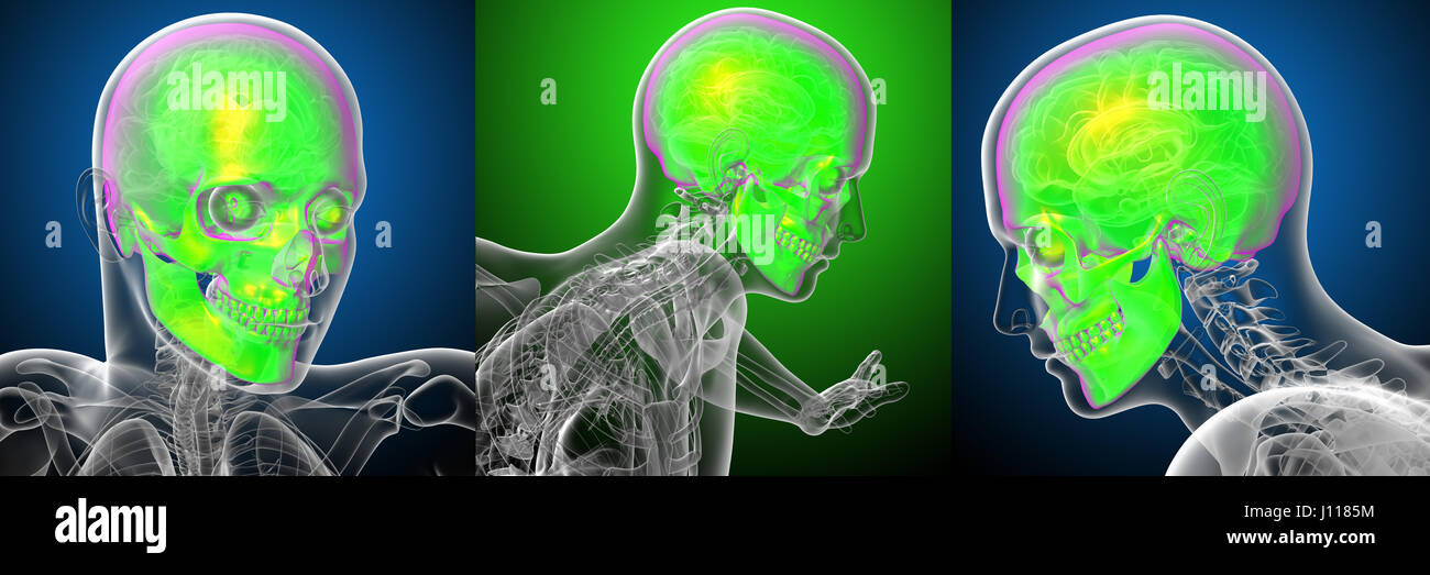 3d rendering medical illustration of the human skull Stock Photo - Alamy