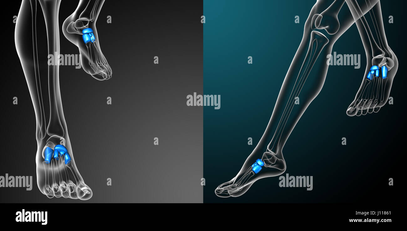 Tarsals hi-res stock photography and images - Alamy