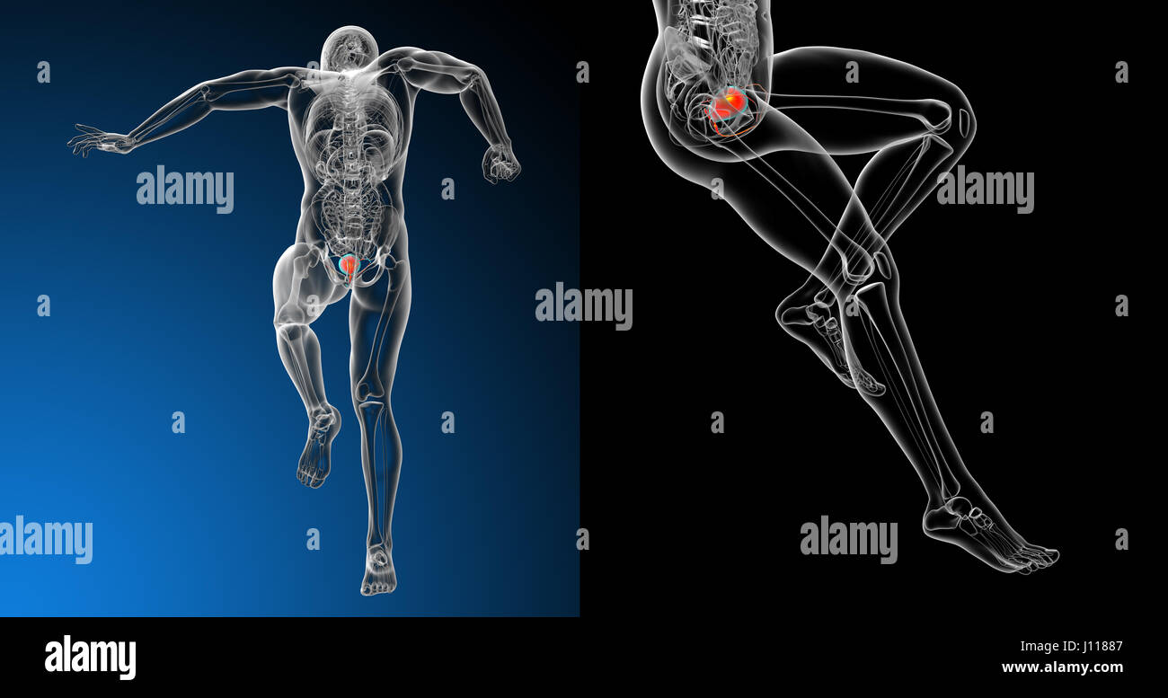 3d rendering medical illustration of the human bladder Stock Photo - Alamy