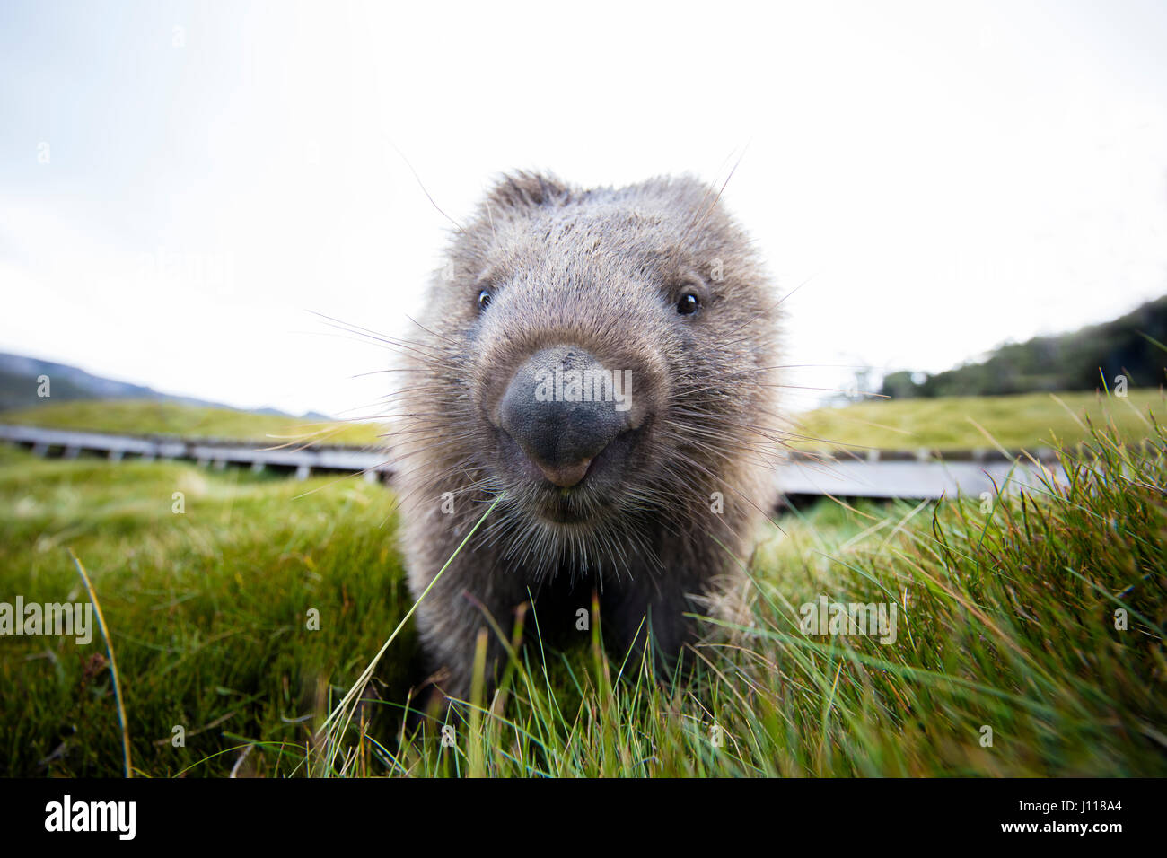Cute Wombat Smiling