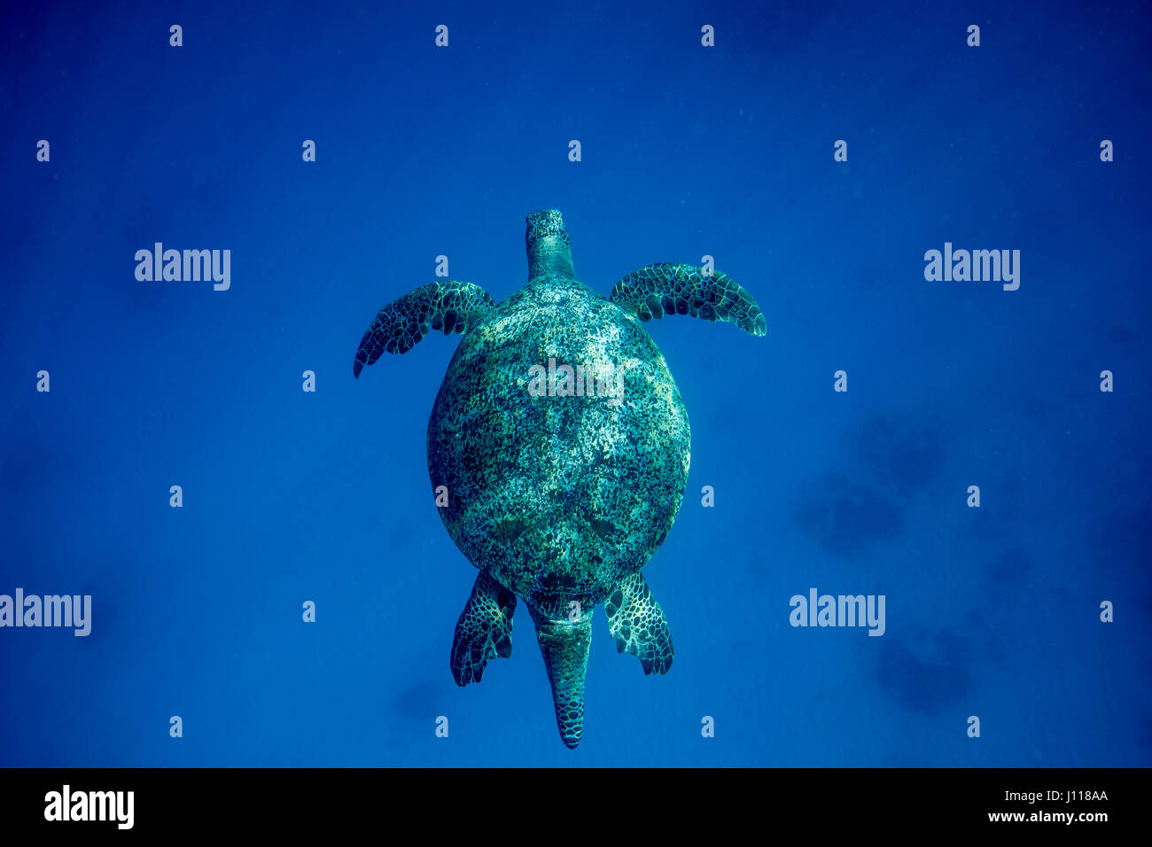 Overhead view of a turtle swimming in ocean, Lady Elliot Island ...