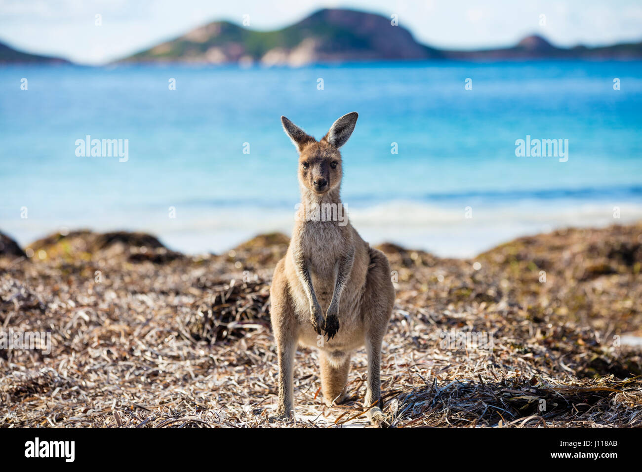 Kangaroo on beach hi-res stock photography and images - Alamy