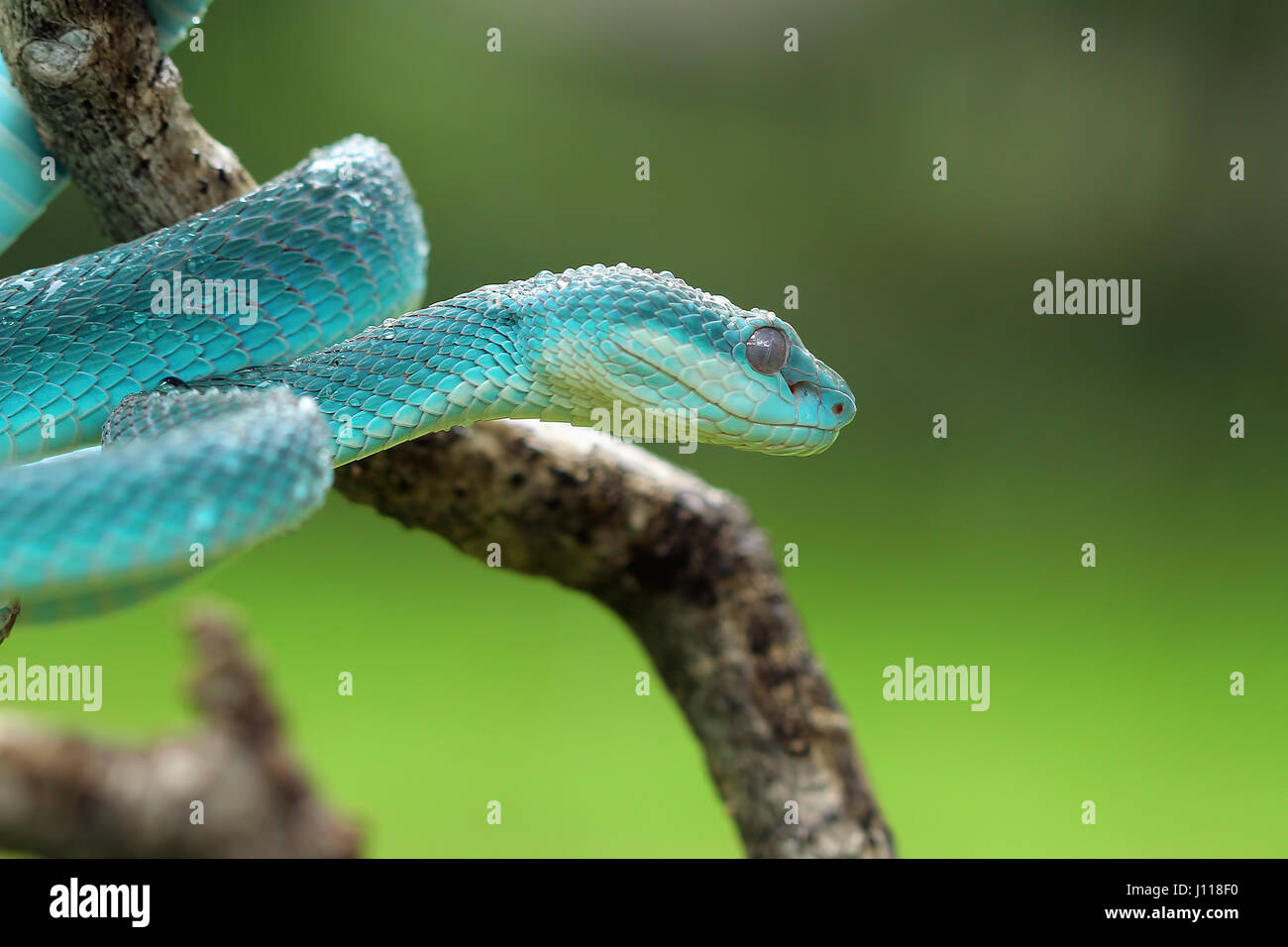 Side view of a viper snake head hi-res stock photography and images - Alamy