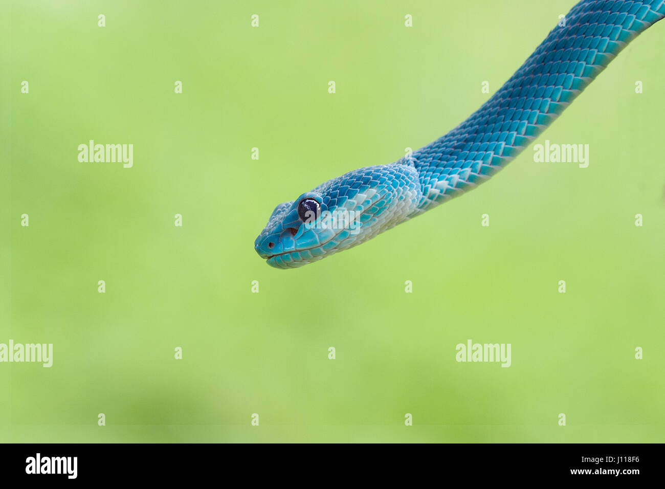 Side view of a viper snake head hi-res stock photography and images - Alamy