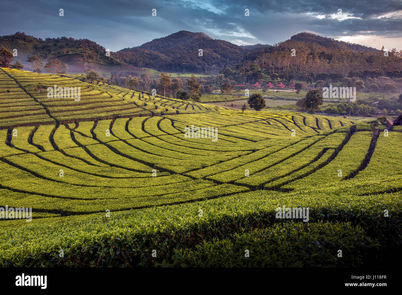 Tea Plantation, Ciwidey, West Java, Indonesia Stock Photo - Alamy