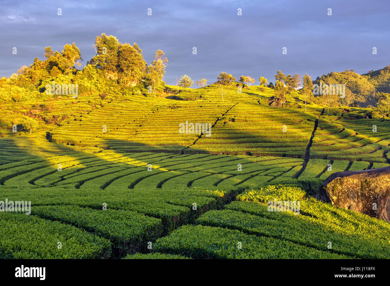 Tea Plantation, Ciwidey, West Java, Indonesia Stock Photo - Alamy