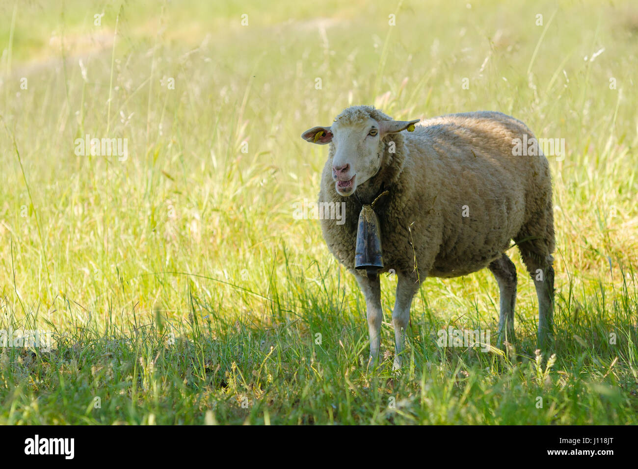 Sheep in nature hi-res stock photography and images - Alamy