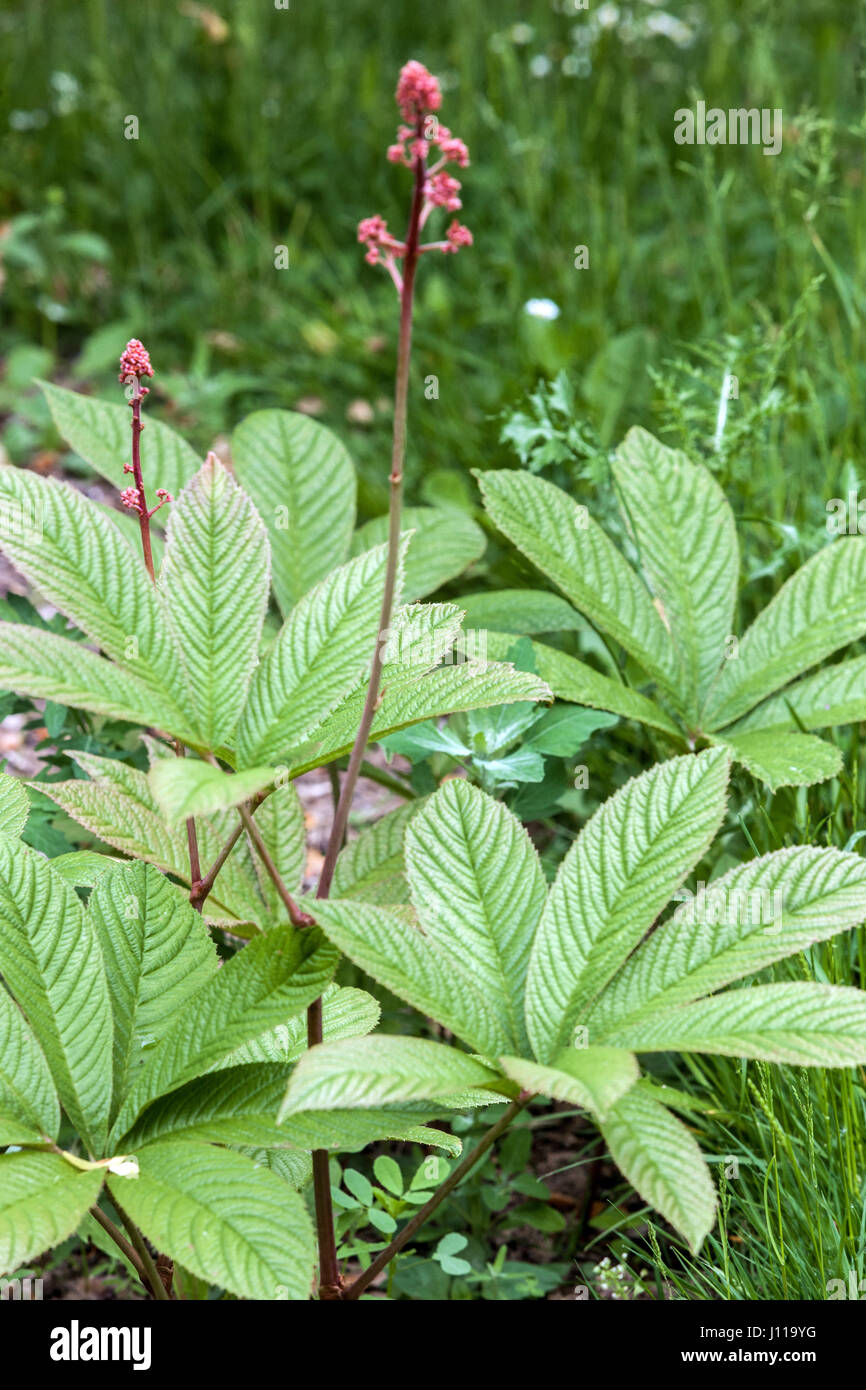 Rodgersia pinnata for shady parts, big leaves Stock Photo - Alamy