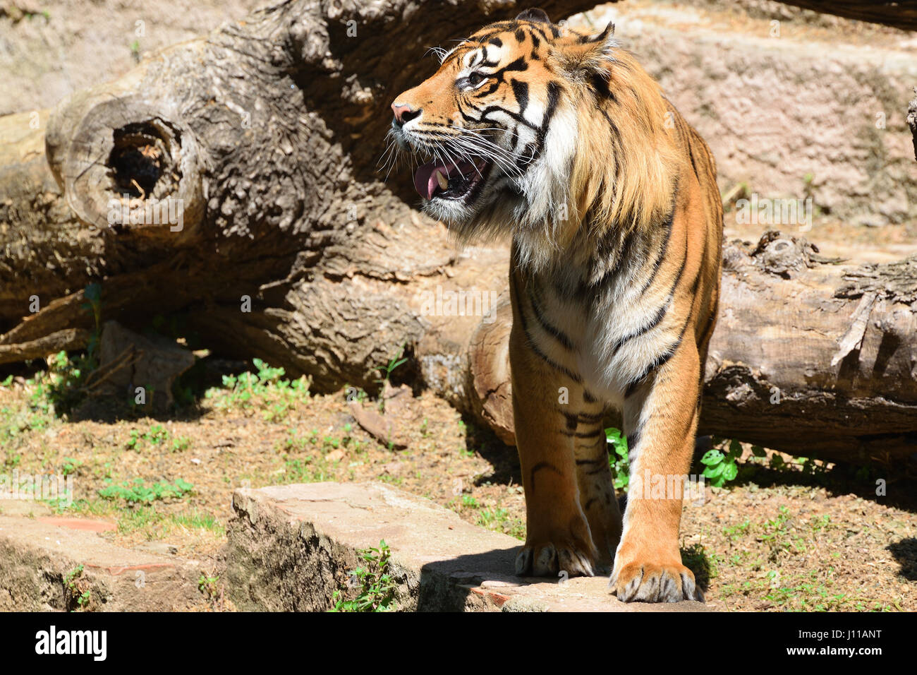 A striped male tiger roaring showing its tusks. Empty copy space for ...