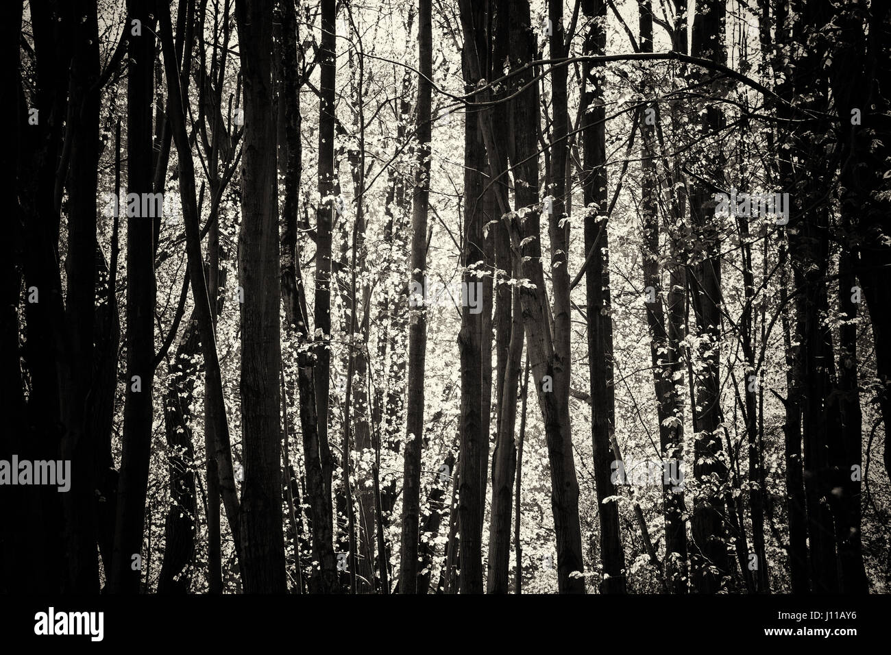 Low sun through trees in english woods Stock Photo - Alamy