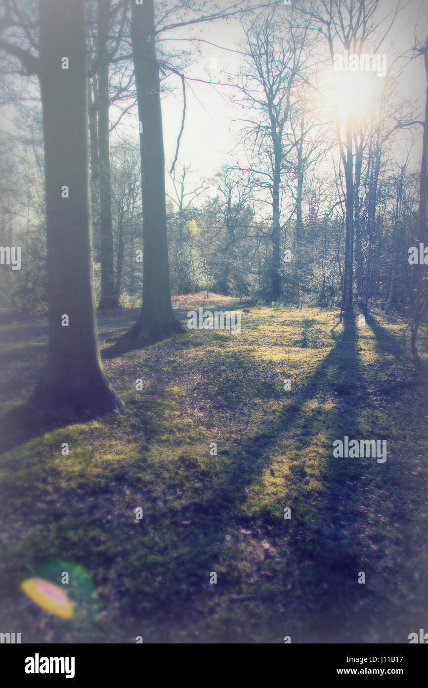 Low sun through trees in english woods Stock Photo - Alamy
