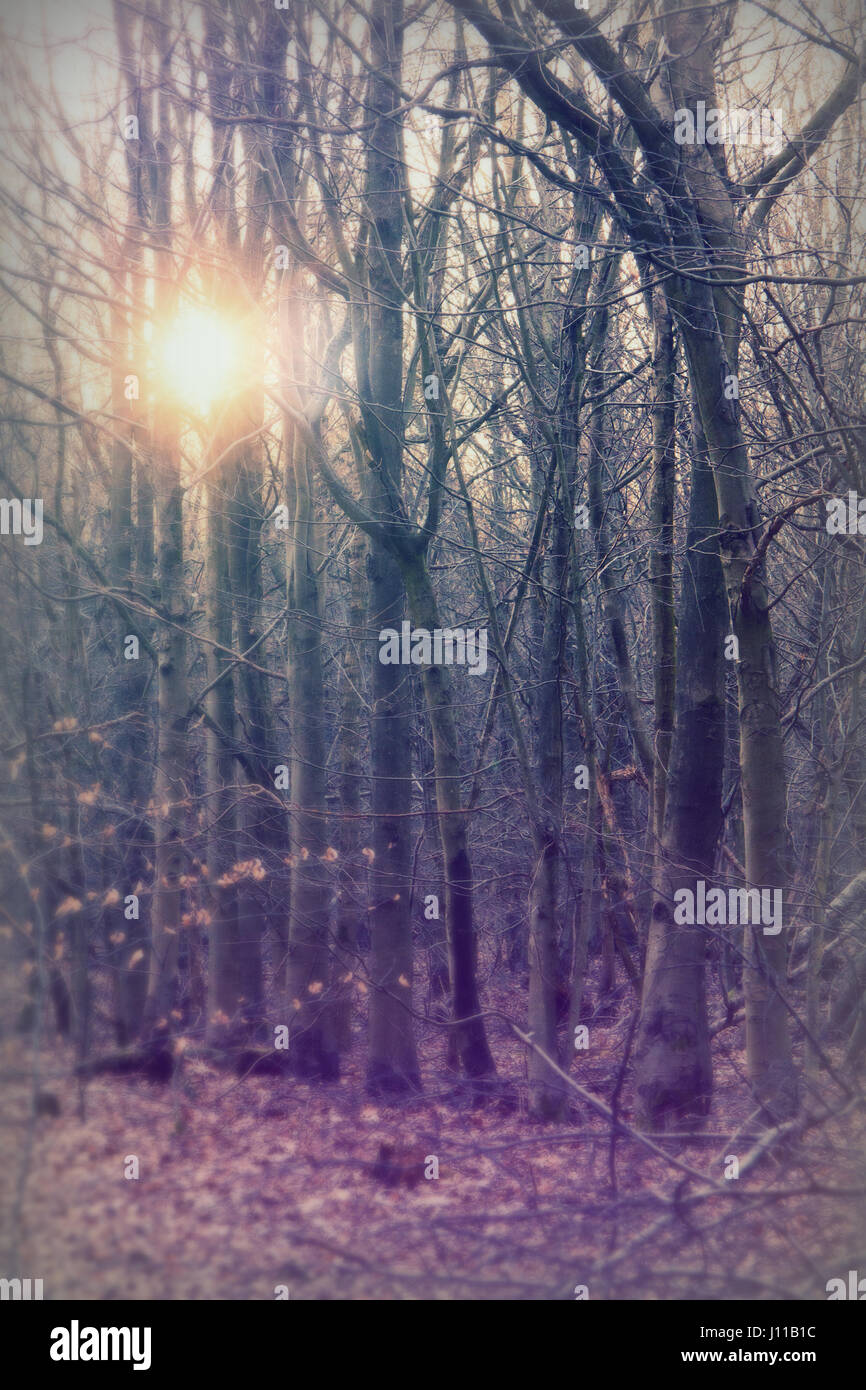 Low sun through trees in english woods Stock Photo - Alamy