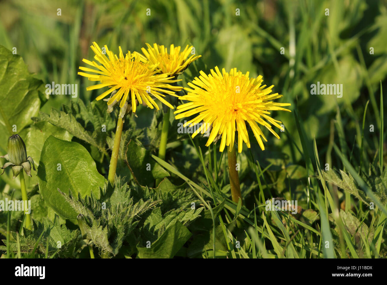 Dandelion Taraxacum officinale, yellow flowers of a common wild plant ...
