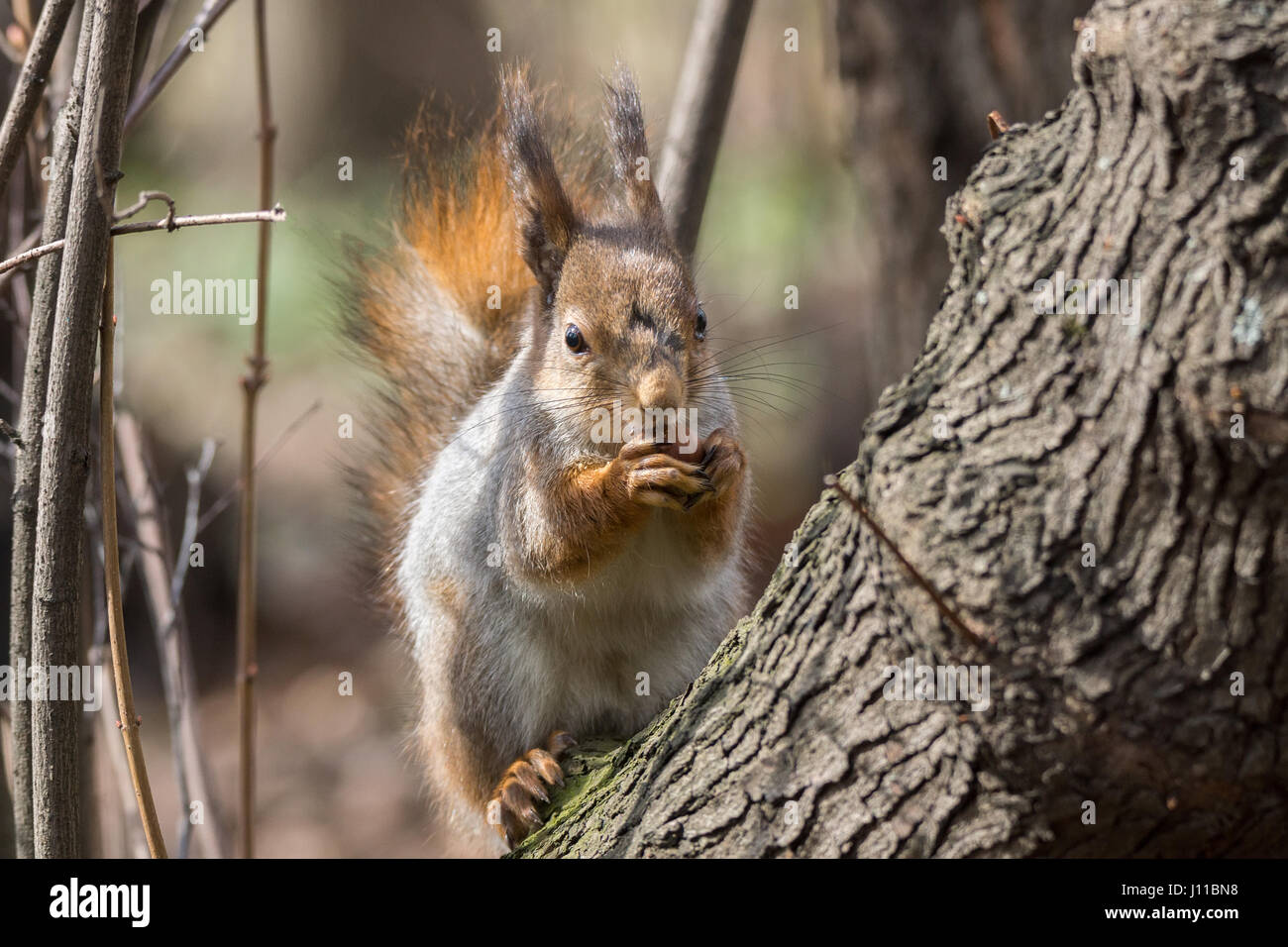 the photograph shows a squirrel on a tree Stock Photo - Alamy