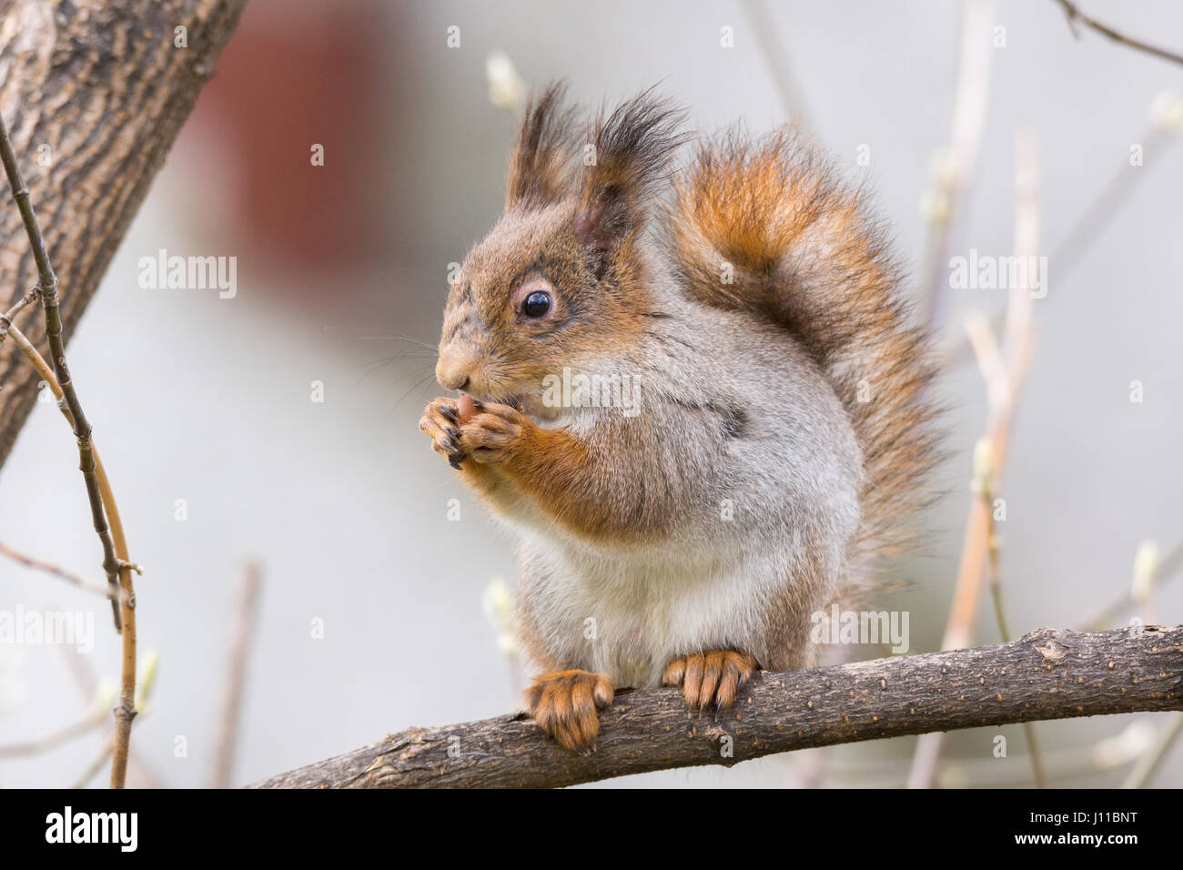 the photograph shows a squirrel on a tree Stock Photo - Alamy