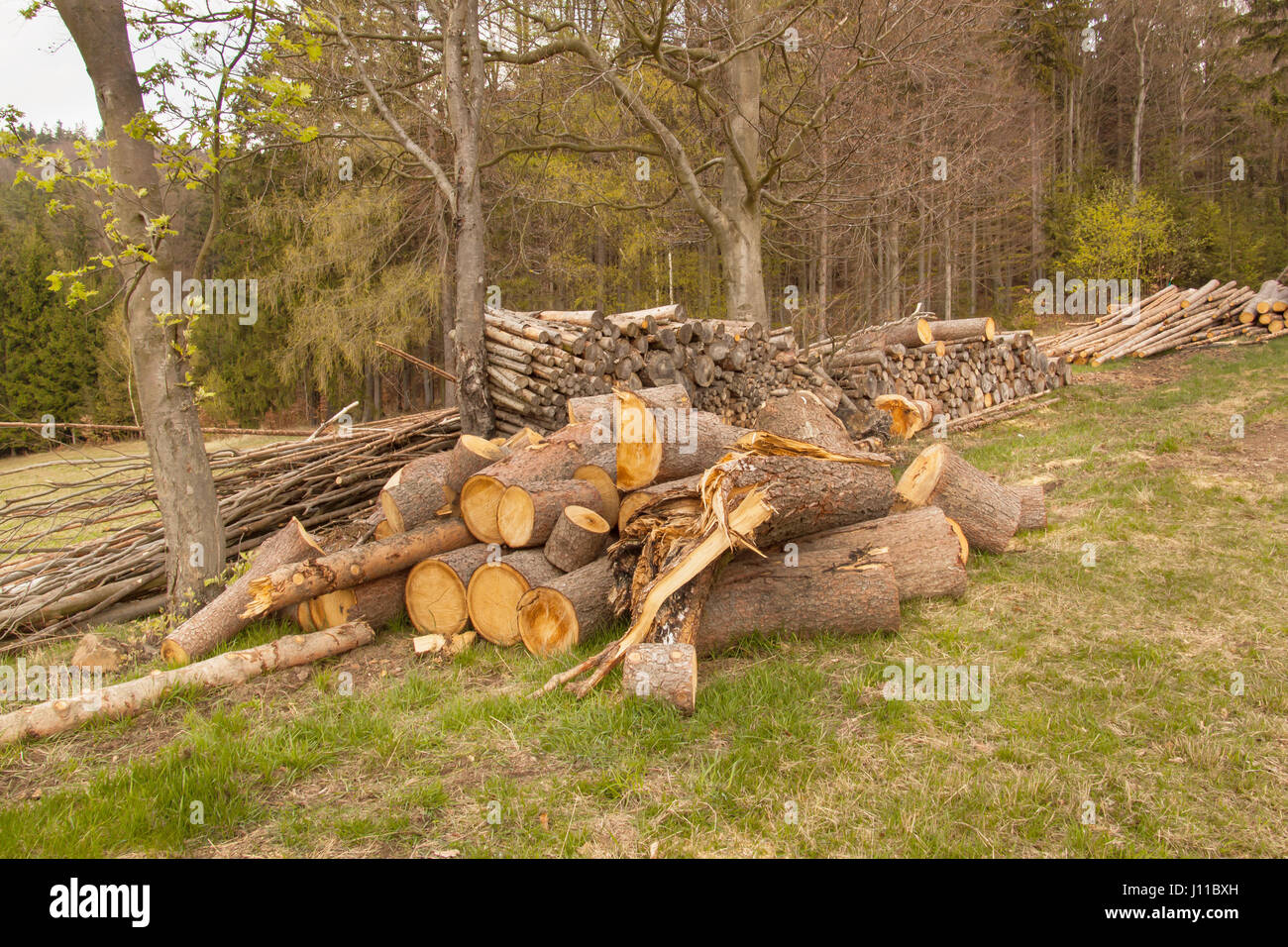 Pile of timber on the forest edge. Working in the forest. Preparing for ...