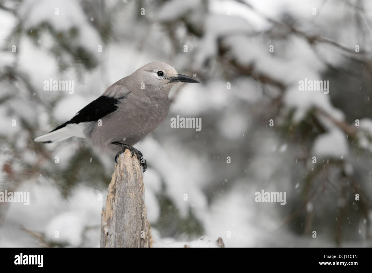 Clark’s nutcracker winter united states hi-res stock photography and ...