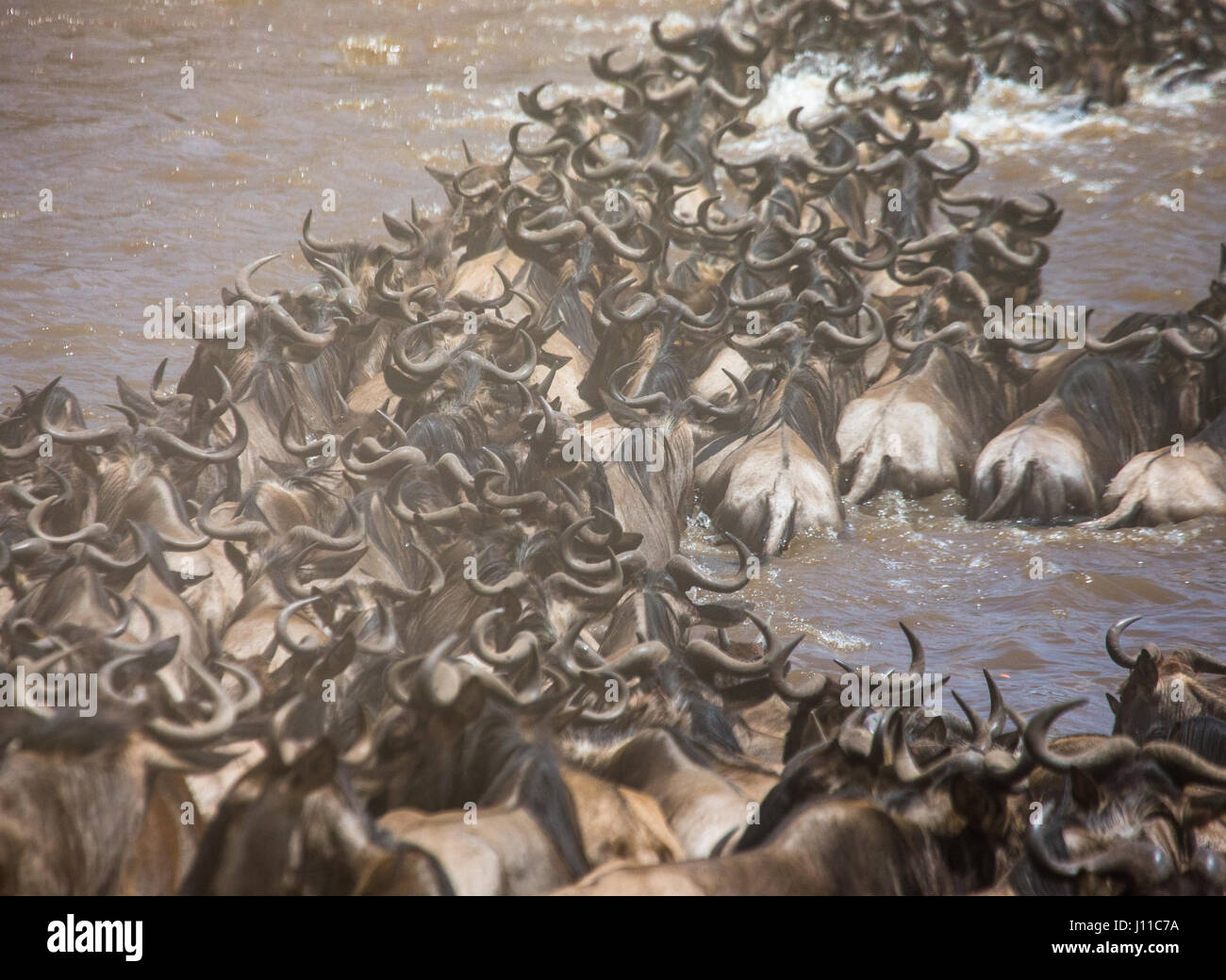 Wildebeests are crossing Mara river. Great Migration. Kenya. Tanzania ...