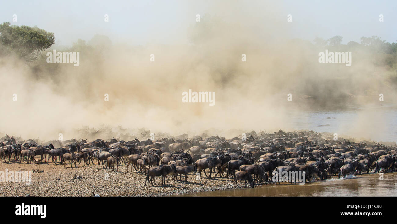 Big herd of wildebeest is about Mara River. Great Migration. Kenya ...