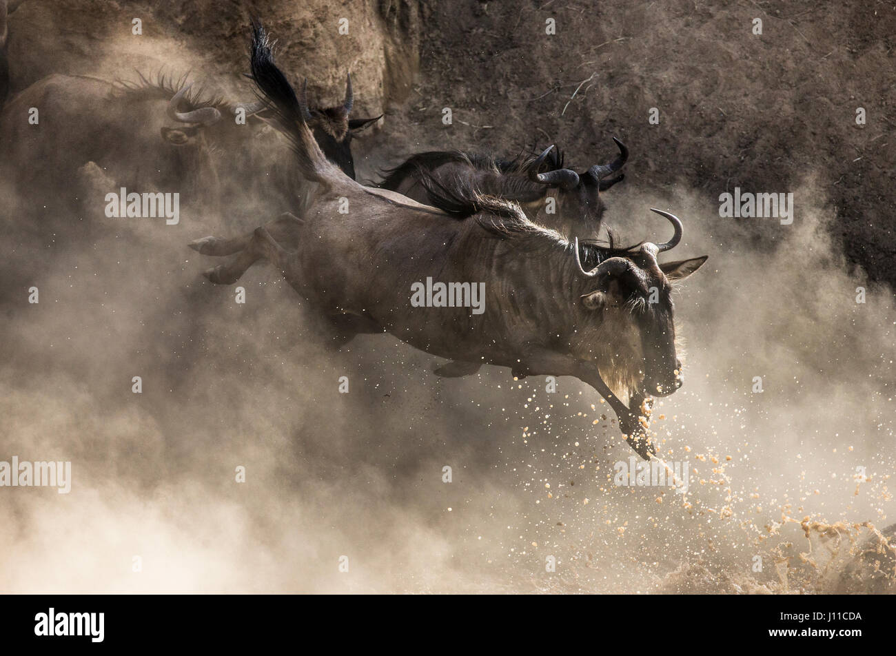 Wildebeest jumping into Mara River. Great Migration. Kenya. Tanzania ...