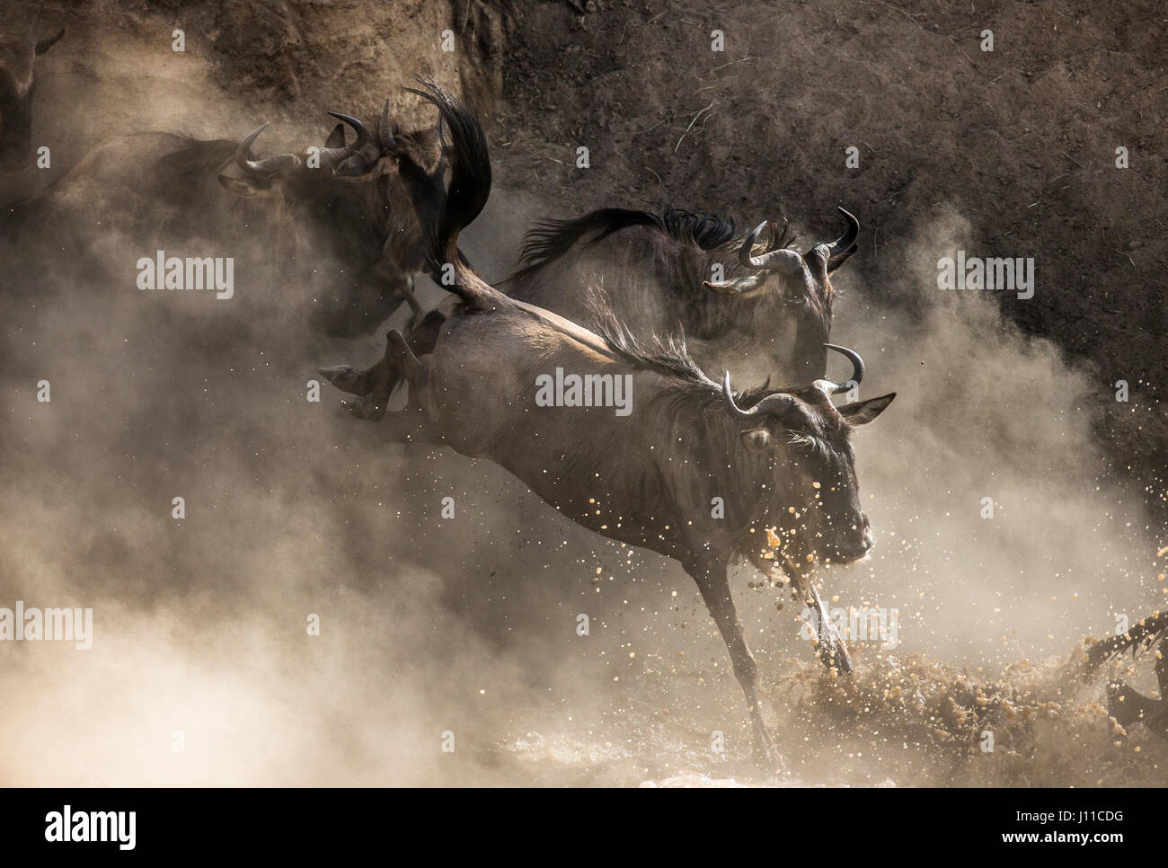 Wildebeest jumping into Mara River. Great Migration. Kenya. Tanzania ...