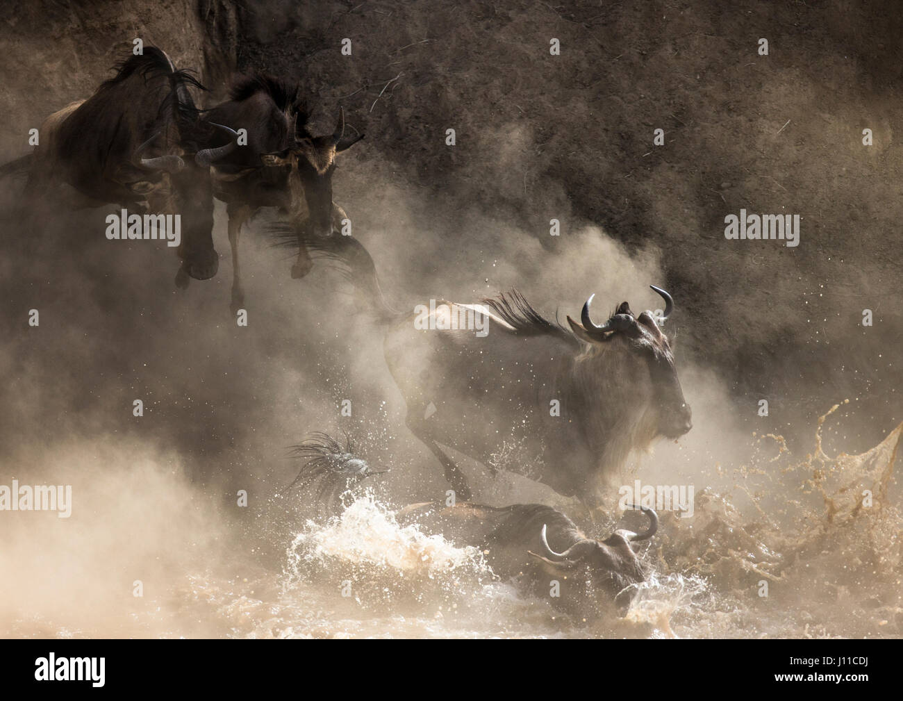 Wildebeest jumping into Mara River. Great Migration. Kenya. Tanzania ...