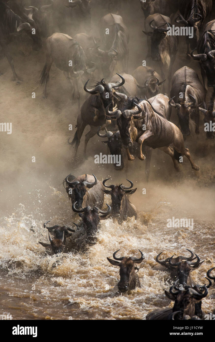 Wildebeests are crossing Mara river. Great Migration. Kenya. Tanzania ...