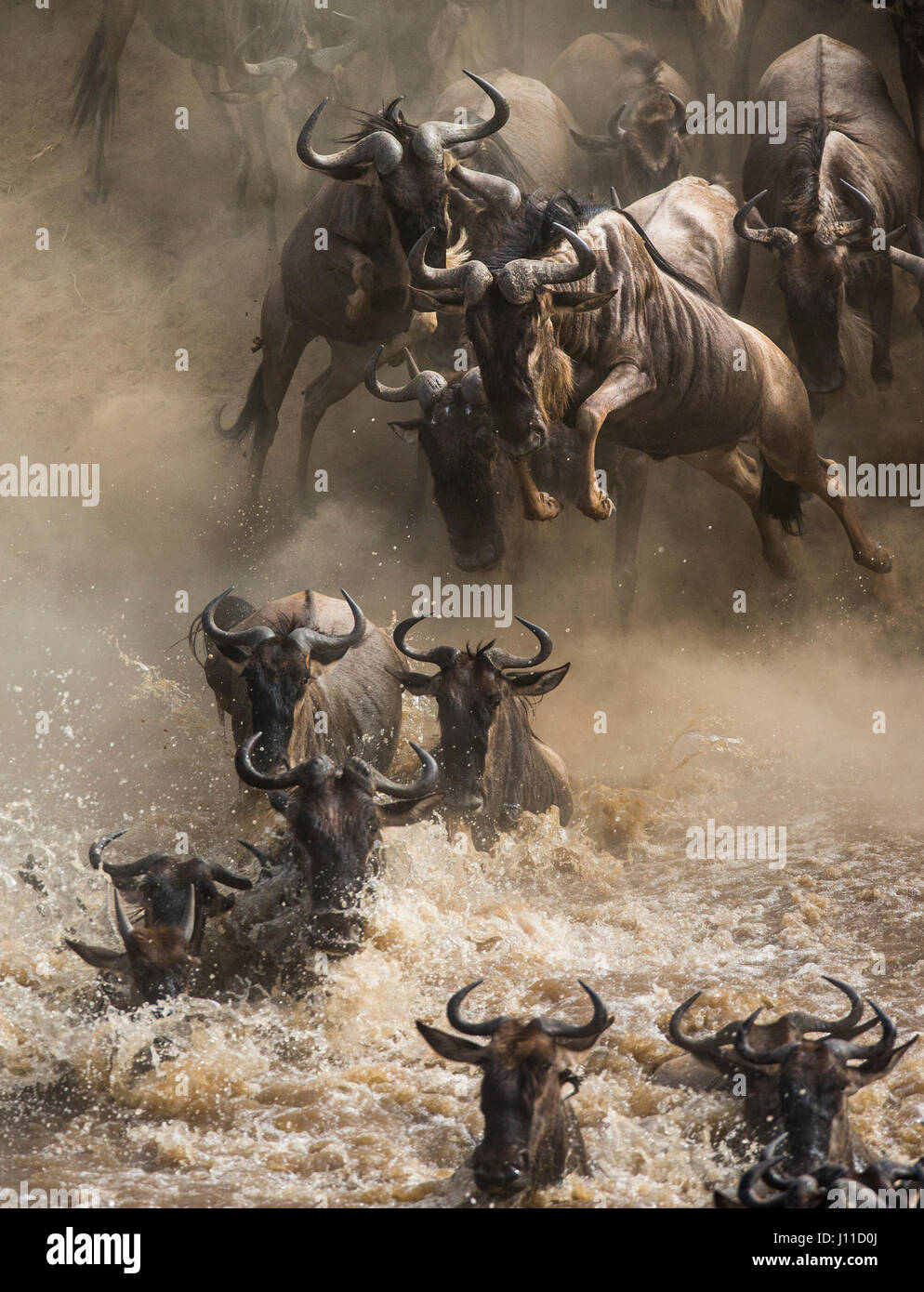 Wildebeests are crossing Mara river. Great Migration. Kenya. Tanzania ...
