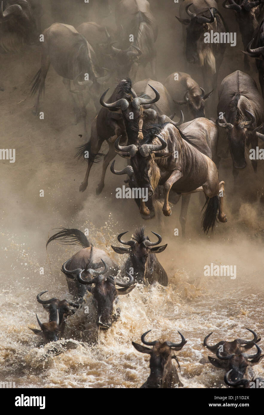 Wildebeest jumping into Mara River. Great Migration. Kenya. Tanzania ...