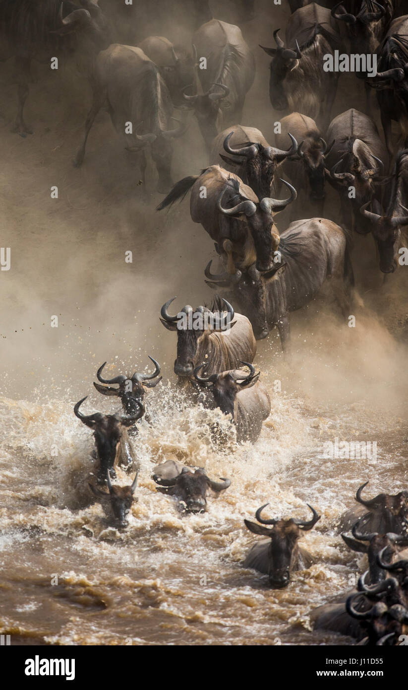 Wildebeests are crossing Mara river. Great Migration. Kenya. Tanzania ...