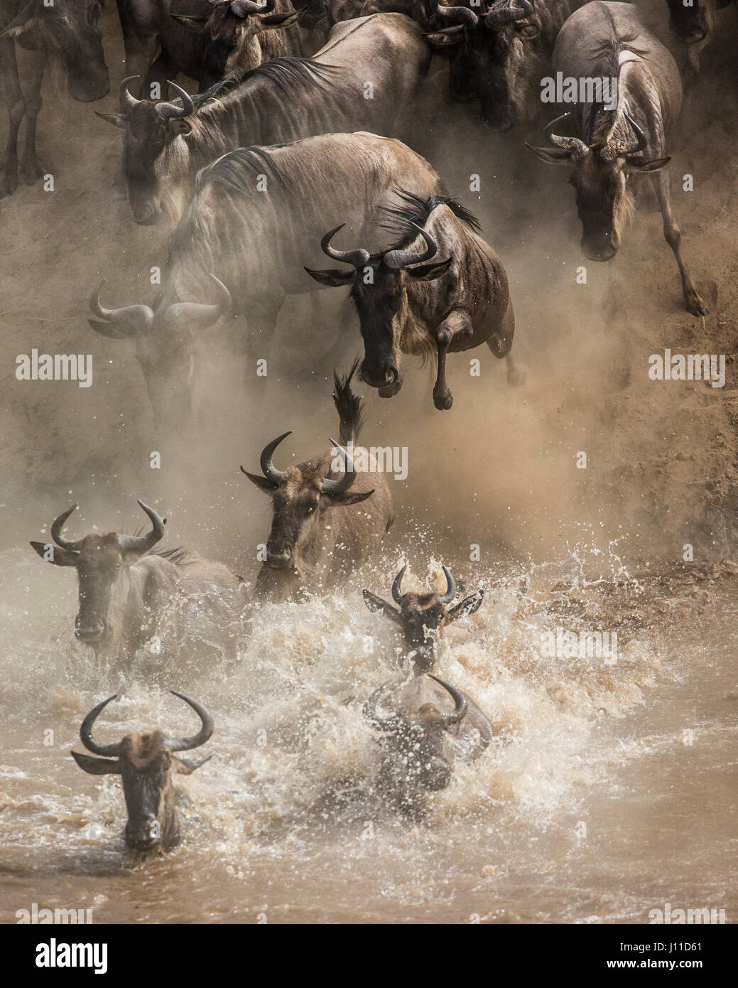 Wildebeest jumping into Mara River. Great Migration. Kenya. Tanzania ...
