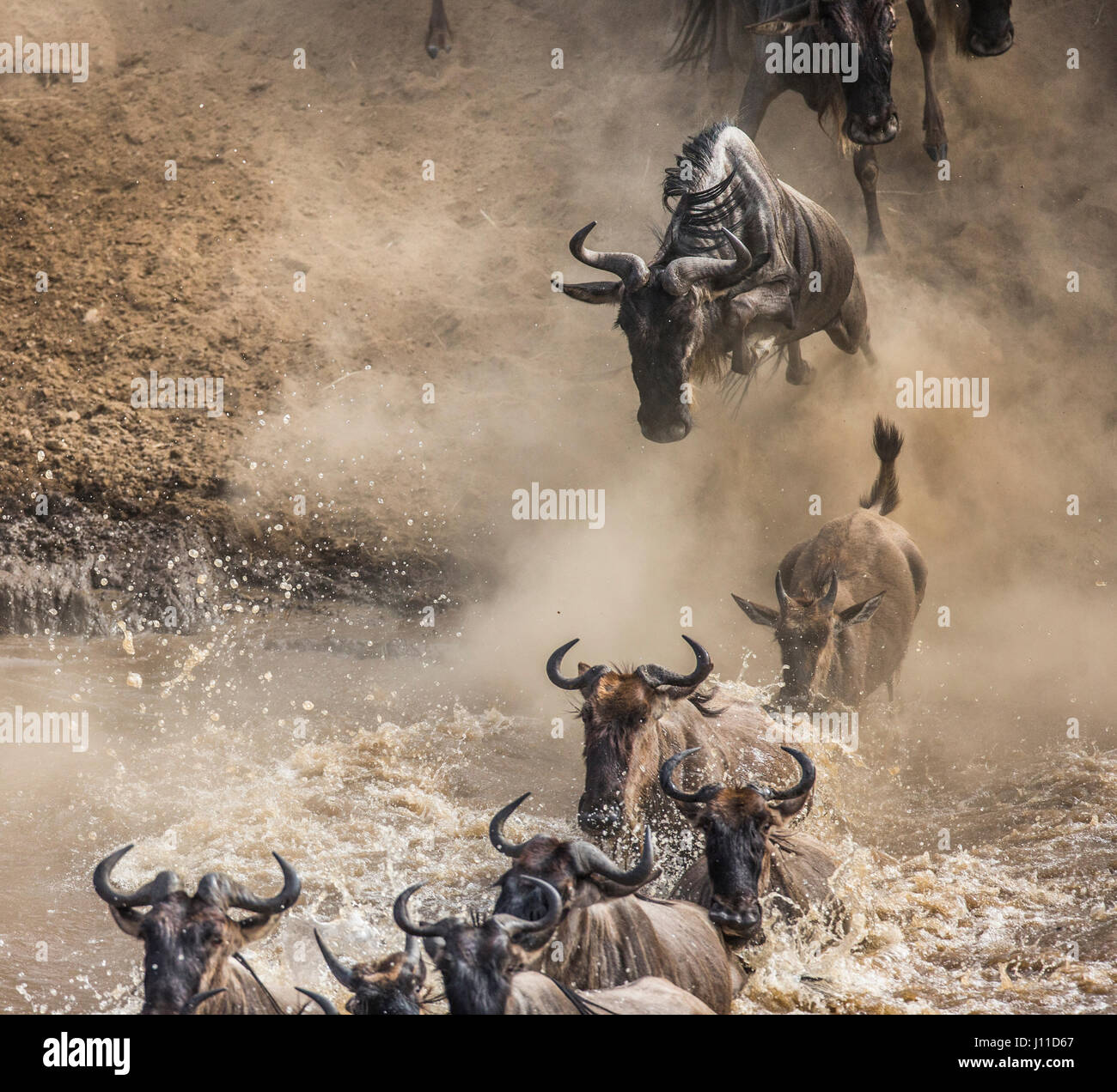 Wildebeest jumping into Mara River. Great Migration. Kenya. Tanzania ...