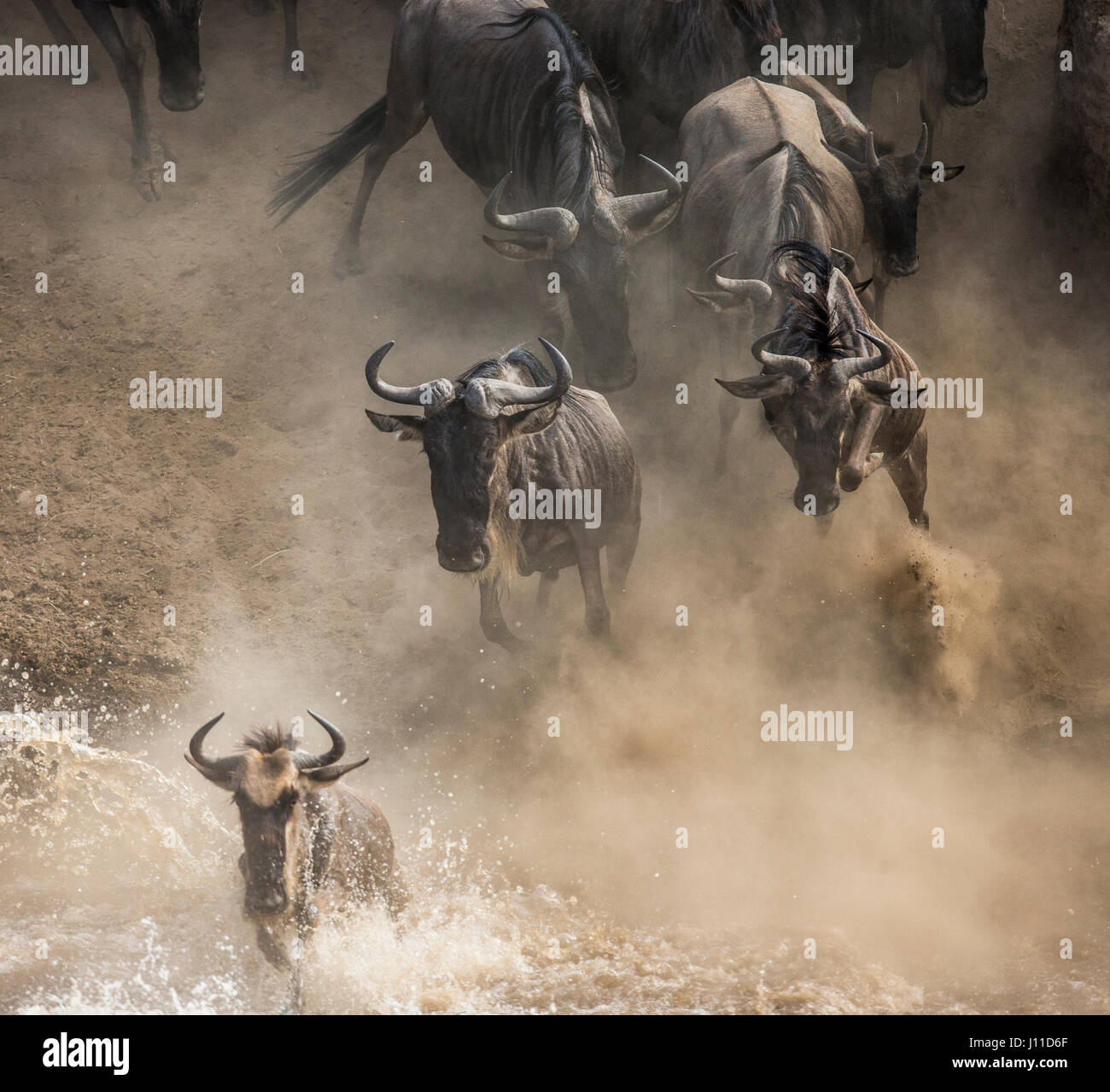 Wildebeest jumping into Mara River. Great Migration. Kenya. Tanzania ...