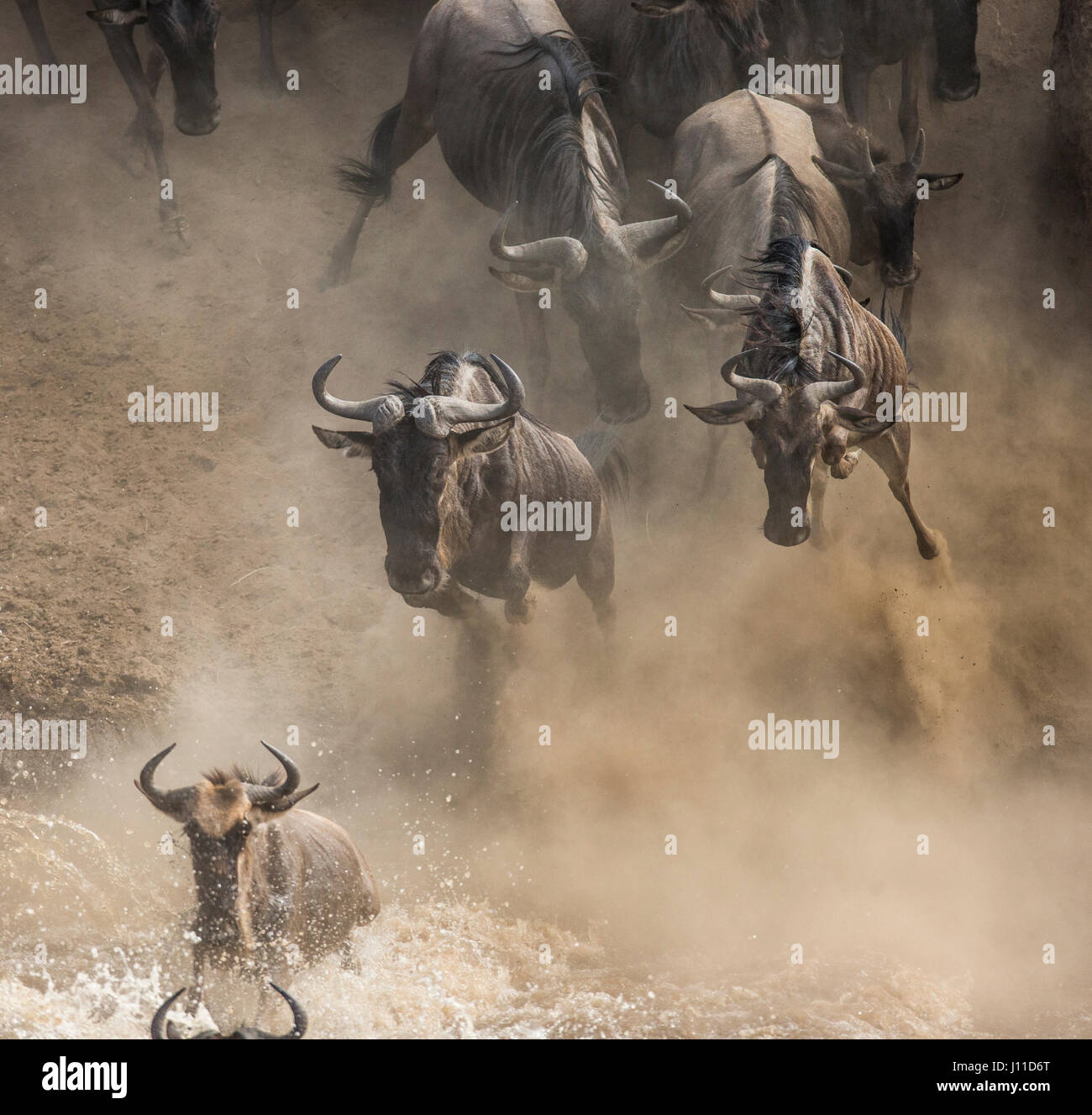 Wildebeest jumping into Mara River. Great Migration. Kenya. Tanzania. Masai Mara National Park ...