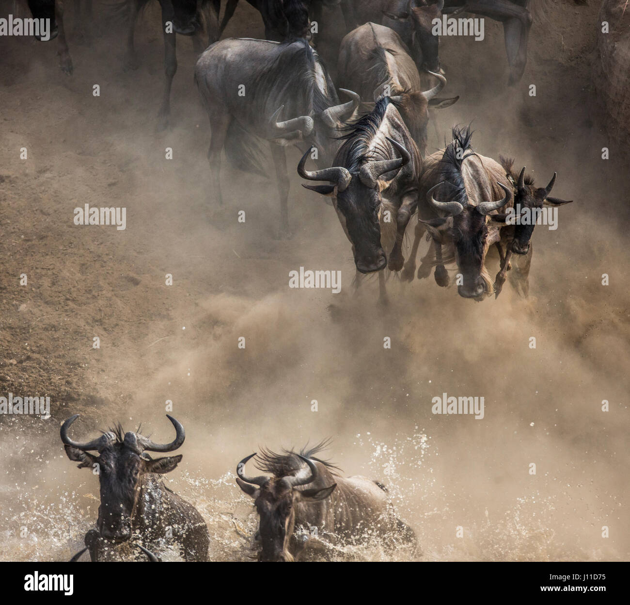 Wildebeest jumping into Mara River. Great Migration. Kenya. Tanzania ...