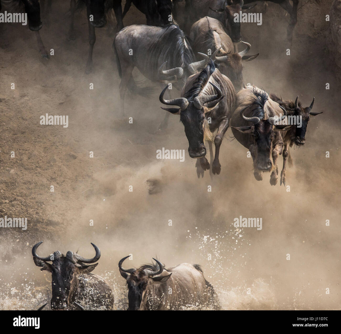 Wildebeest jumping into Mara River. Great Migration. Kenya. Tanzania. Masai Mara National Park ...